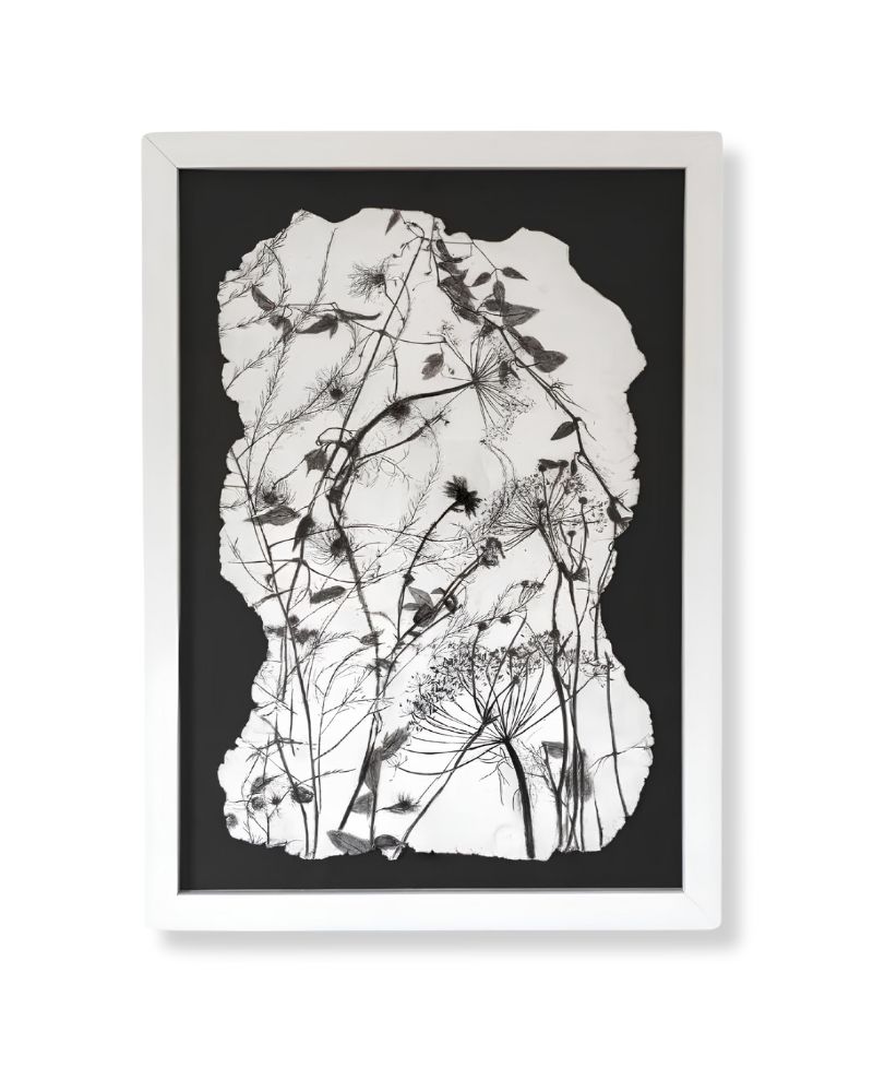 Irish Artist | Charcoal Mixed Seedheads | Nicola Weldon